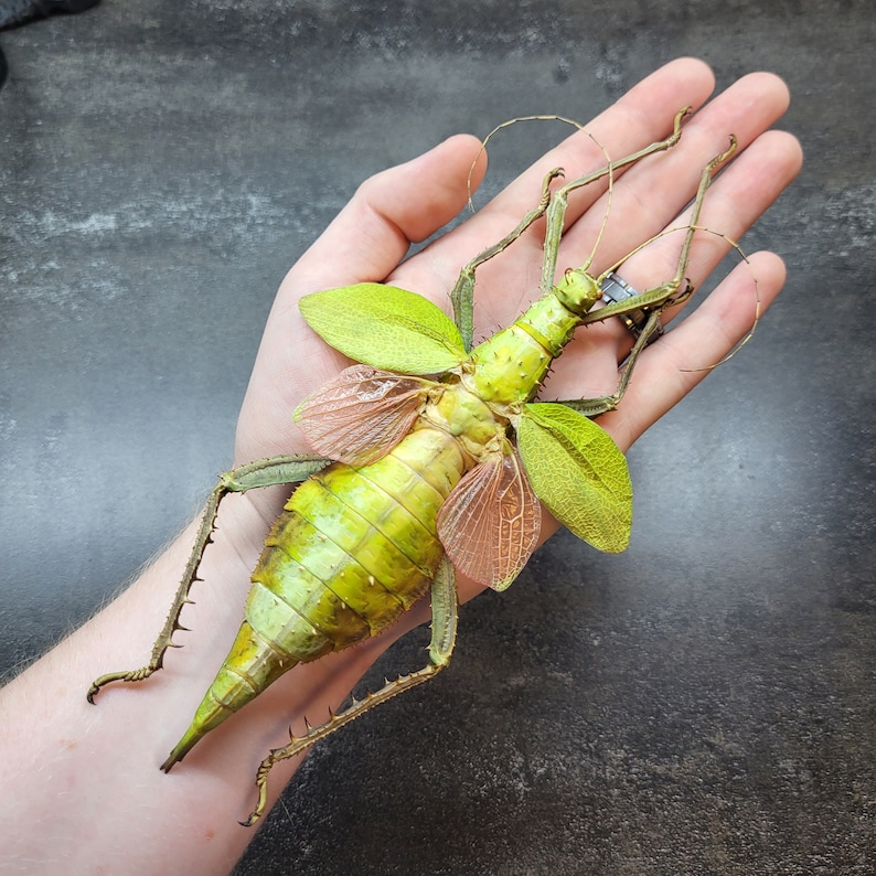 RARE: Giant Malaysian Jungle Nymph SPREAD Big Real Huge Leaf - Etsy