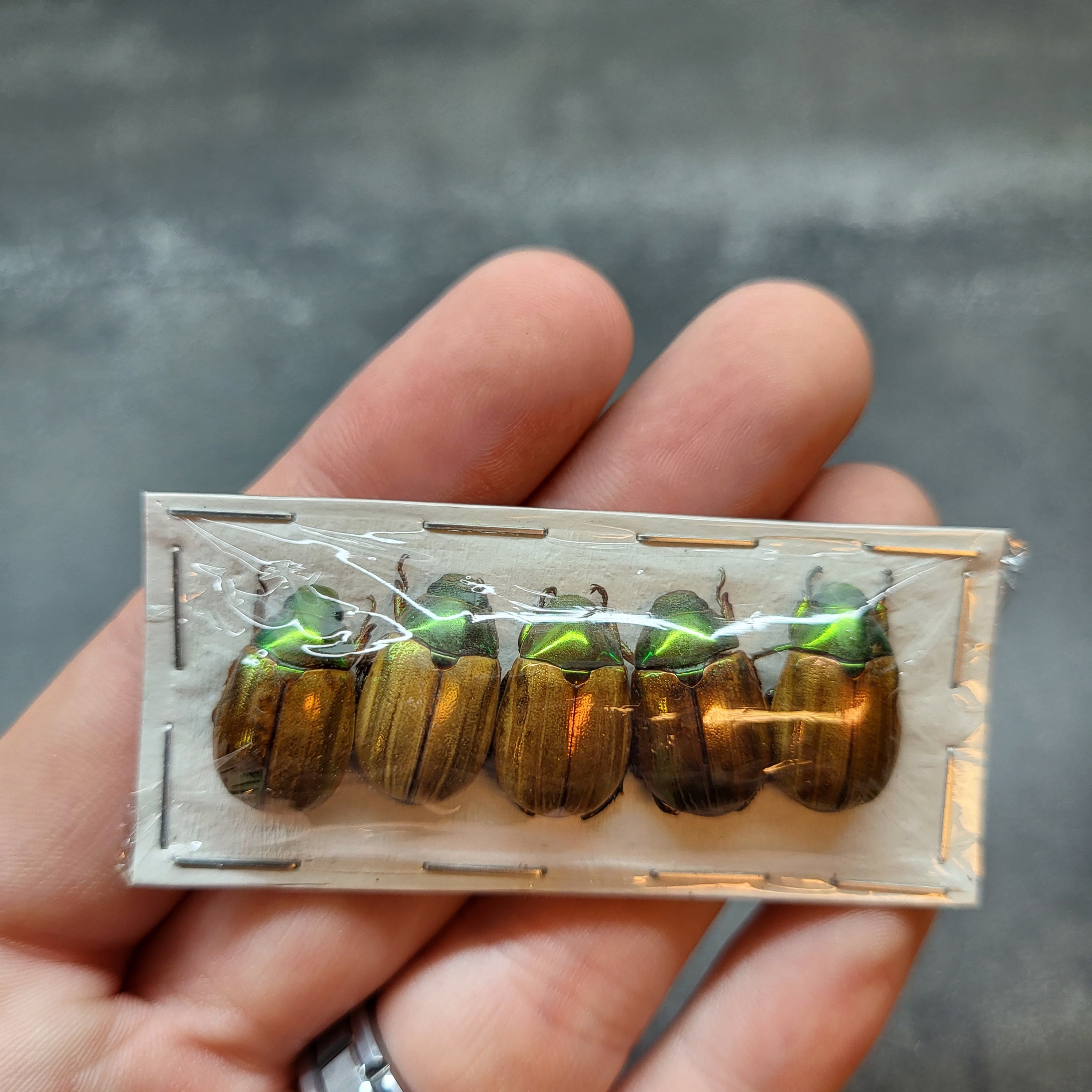 Shining Leaf Gold Chafer Beetle (5) Pack Anomala Sp Lot Real Insect Bug ...