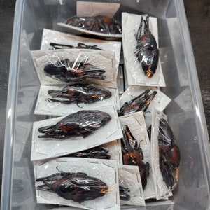 Giant Red Bamboo Long Armed Weevil Beetle (unspread) Big Real Insect ...