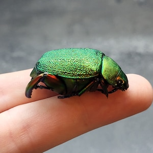 Large Shining Leaf Metallic Green Rainbow Chafer Beetle Chrysophora ...