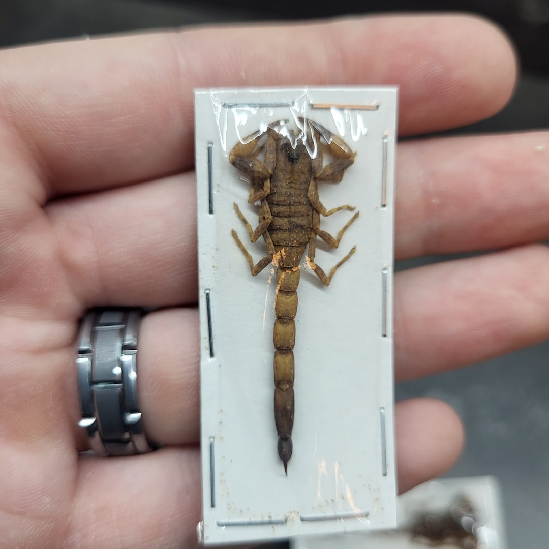 Small Armor Tail Chinese Scorpion Real Insect Bug Taxidermy Craft-ready ...