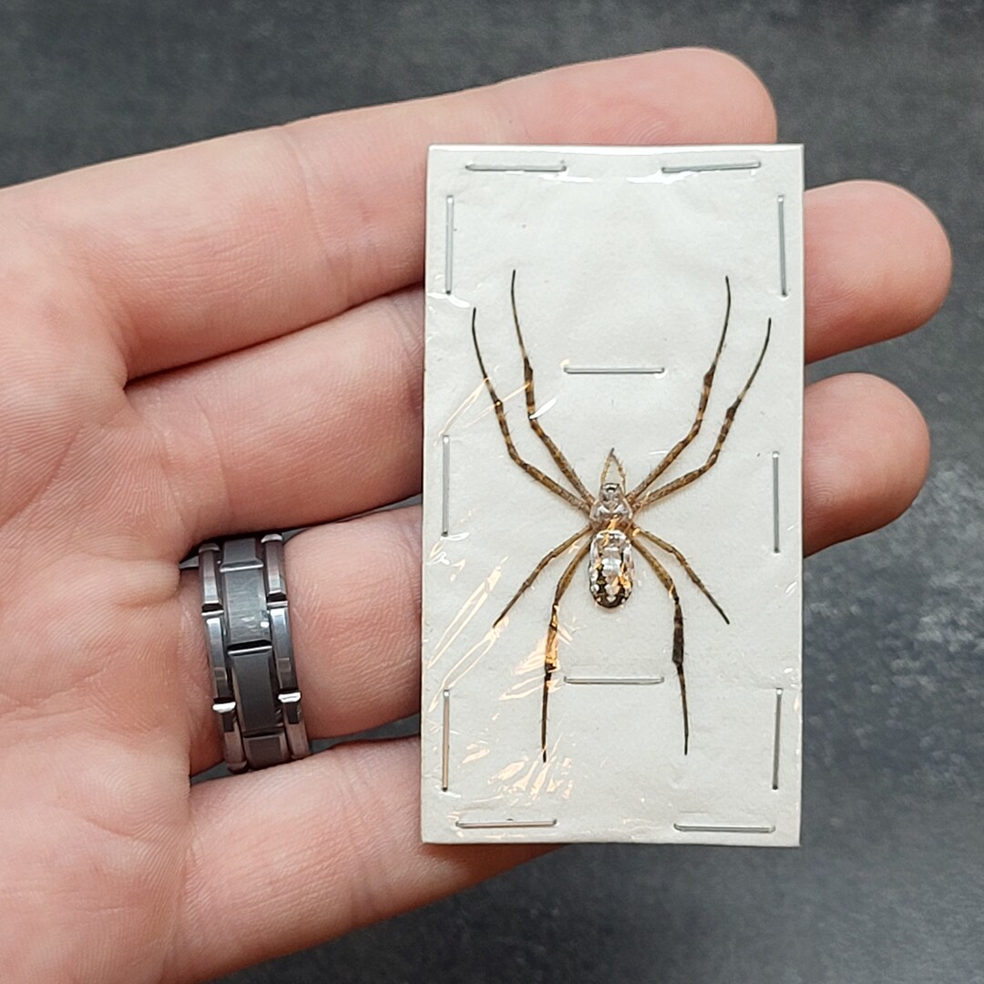 Real Silver Orb Weaver Garden Spider Small Arachnid Insect Bug ...