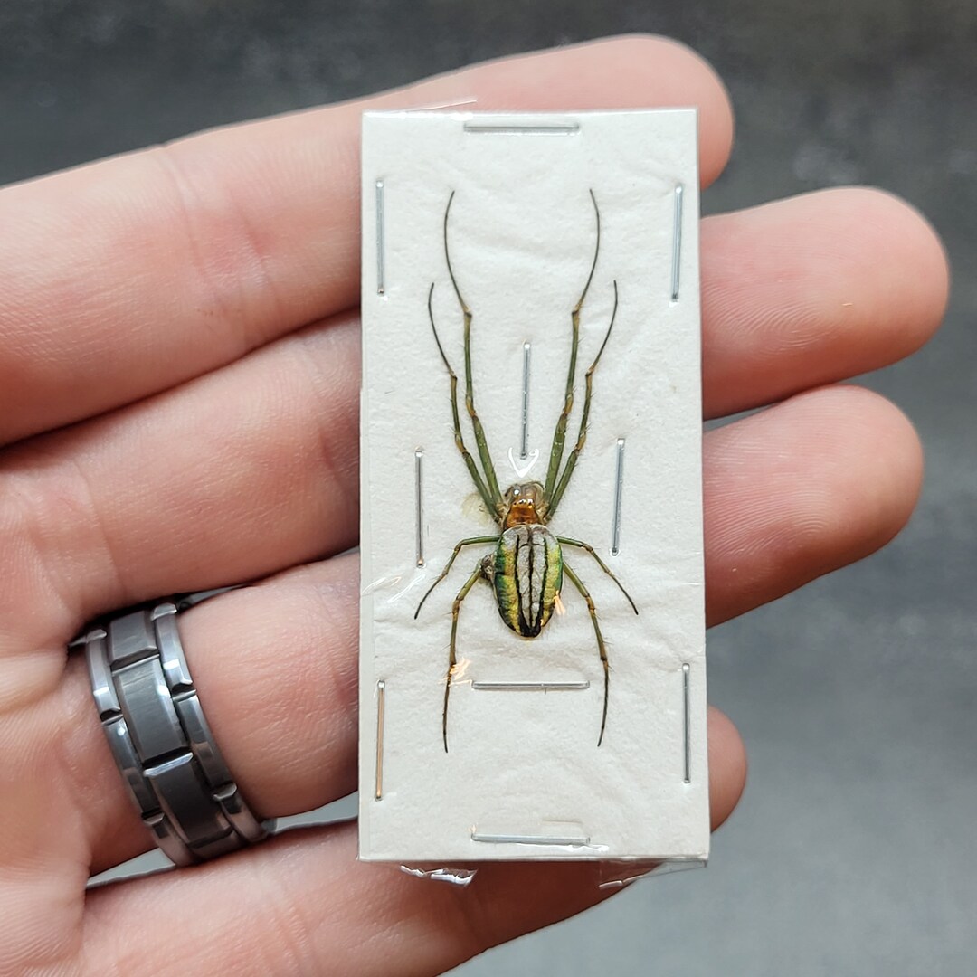 Real UNUSUAL Orchard Garden Spider Green Arachnid Insect Bug Taxidermy ...