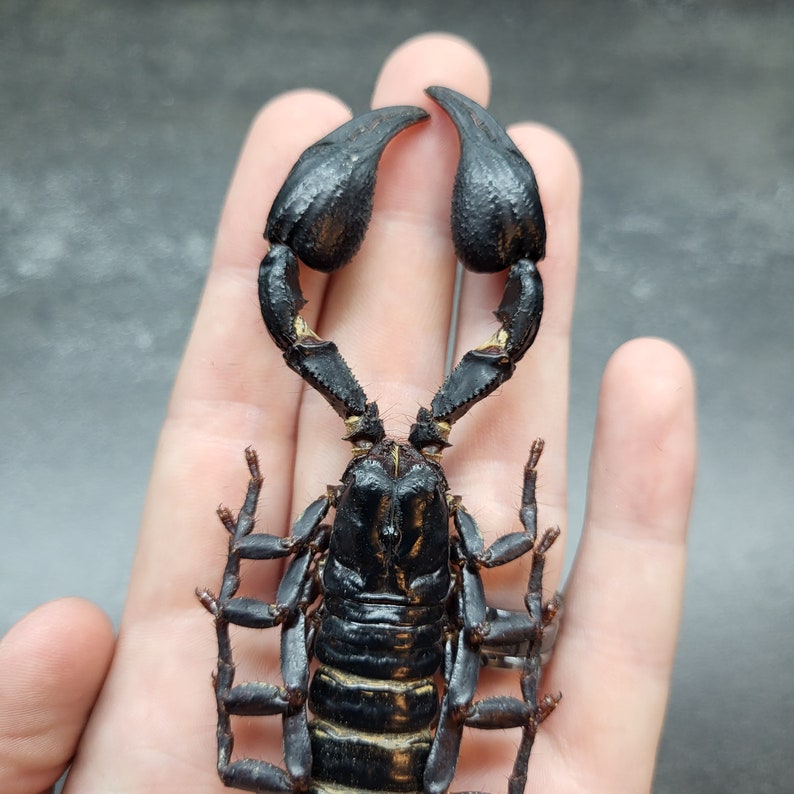 Large Black Desert Scorpion Big Real Insect Bug Taxidermy Craft-ready ...