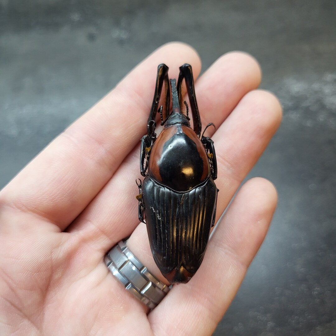 Giant Red Bamboo Long Armed Weevil Beetle (unspread) Big Real Insect ...