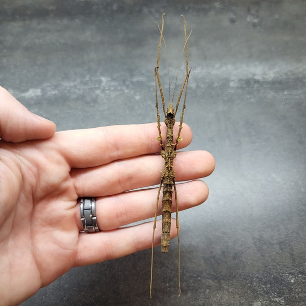 Large Walking Stick - Etsy