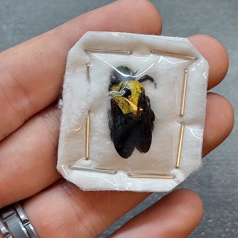 Real Bee Taxidermy - Etsy