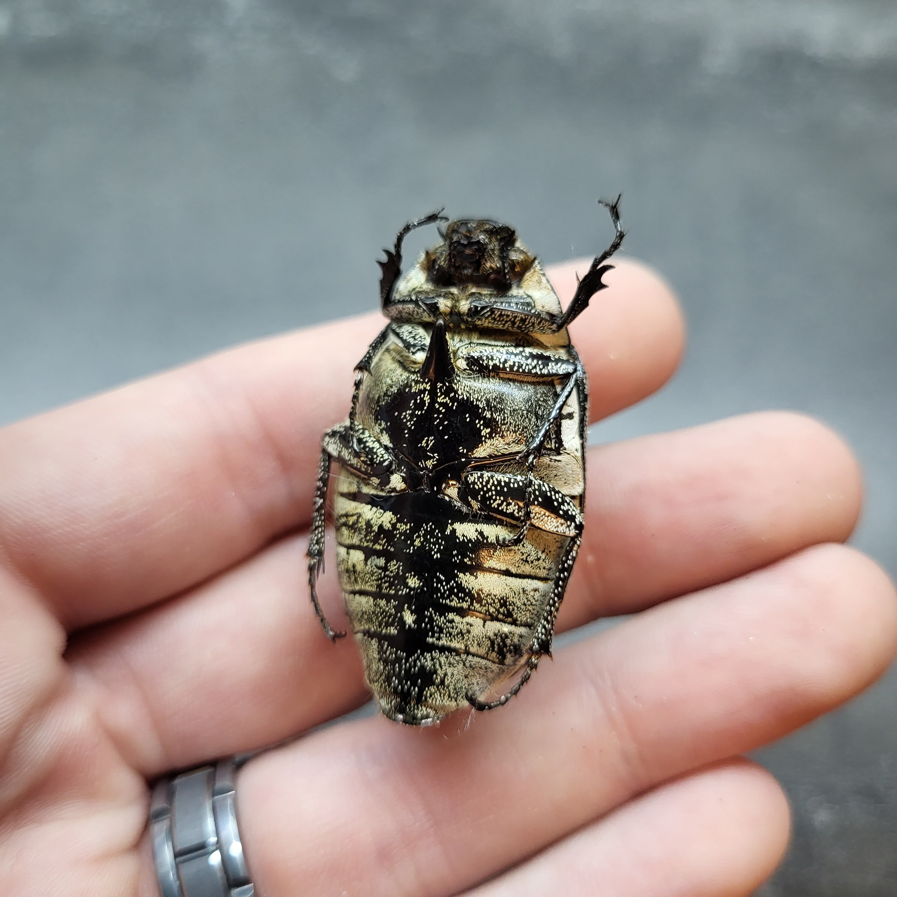 RARE: Whitewashed Scarab Beetle Big White Real Insect Bug - Etsy