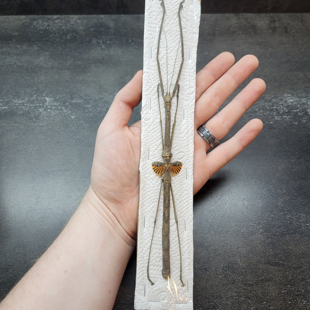 RARE: (1) Sumatra Small Winged Walking Stick (MALE) Large Big Real ...