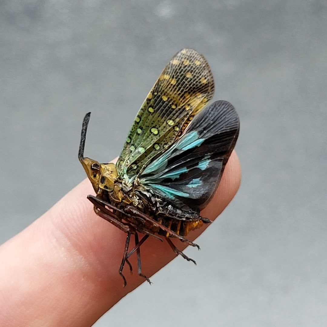 Small Colorful Lanternfly Unspread Real Insect Bug Taxidermy Craft ...