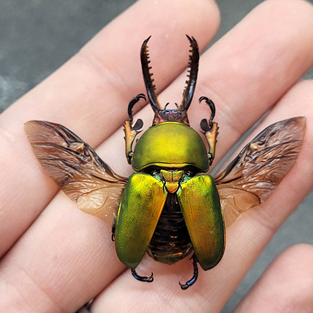 Large Green Sawtooth Scarab Stag Beetle Spread Wings Open Horned Real ...