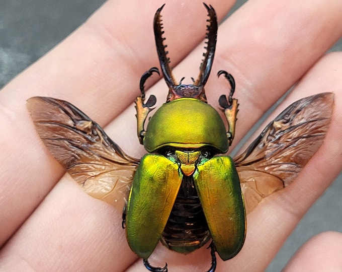 Large Green Sawtooth Scarab Stag Beetle Spread Wings Open Horned Real ...