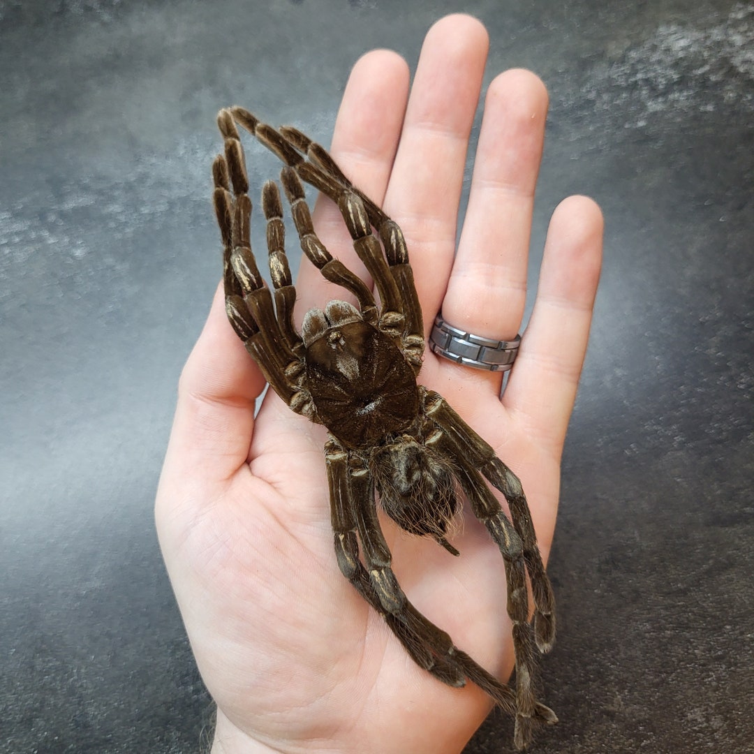 Peruvian Birdeater Tarantula Spider Arachnid Large Big Unspread Insect ...