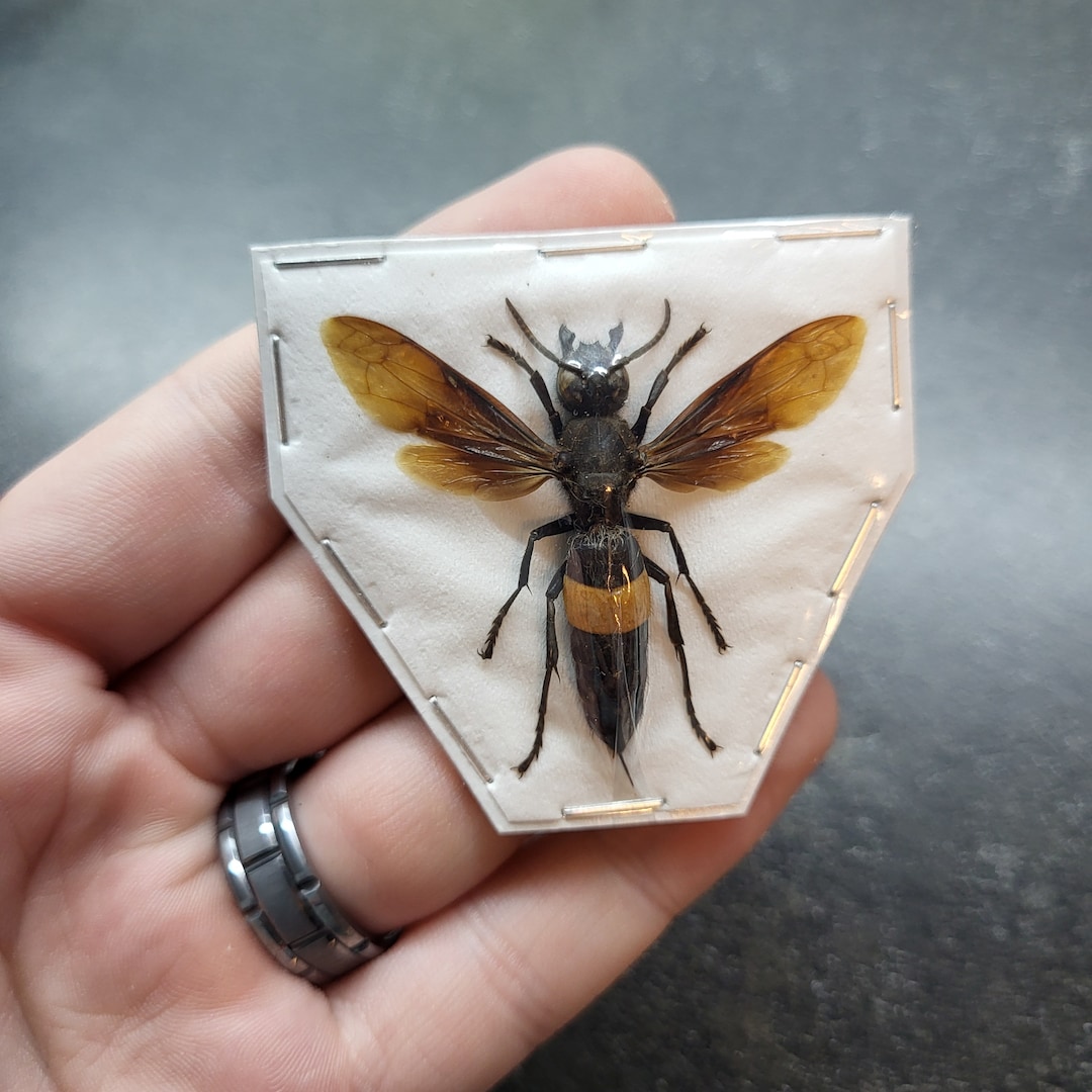 Rare: (1) Greater Banded Hornet Vespa Tropica Big Spread Real Insect ...