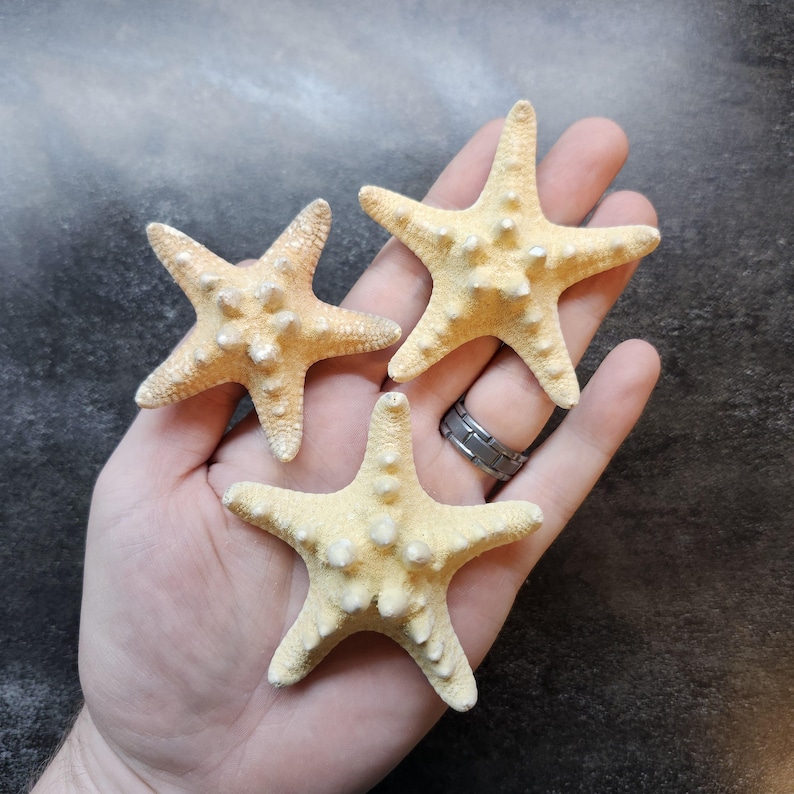 Real Knobby Starfish 2-3" Dried Specimen Oddities Star Fish Ocean Shell ...