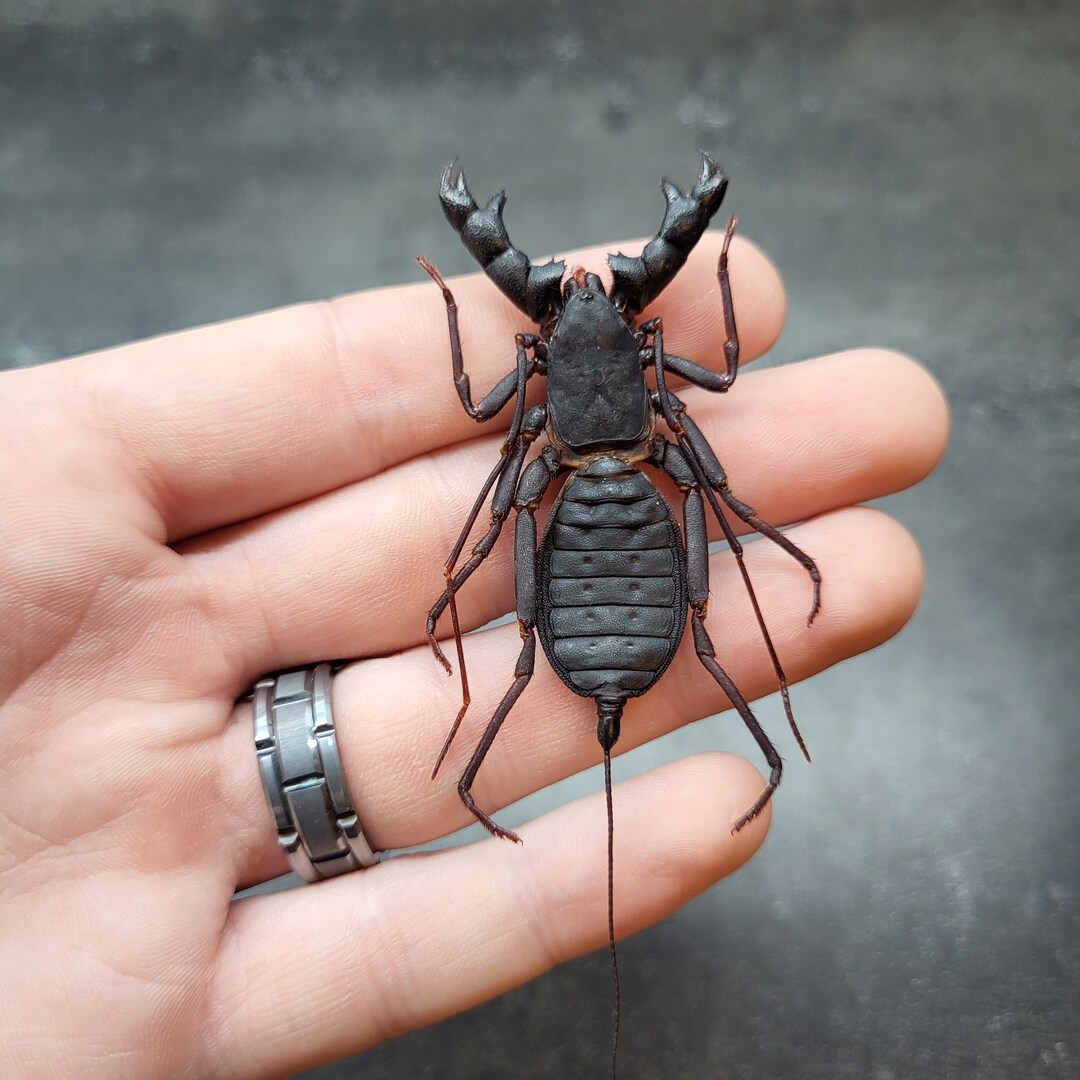 Real Large Whipping Scorpion Vinegaroon Insect Specimen Papered Spread ...
