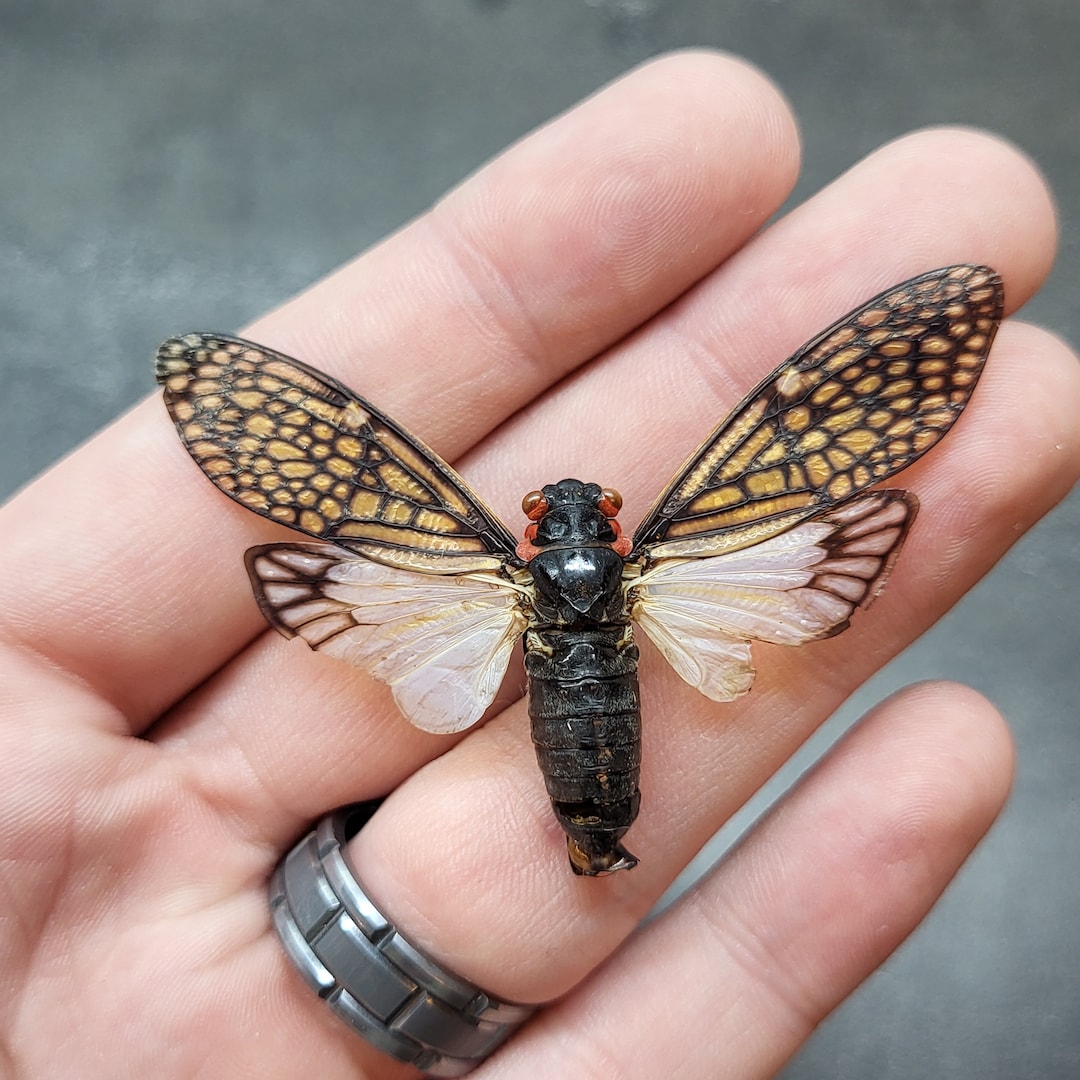 Thailand Scale-winged Cicada Spread Beautiful Real Insect Bug Taxidermy ...