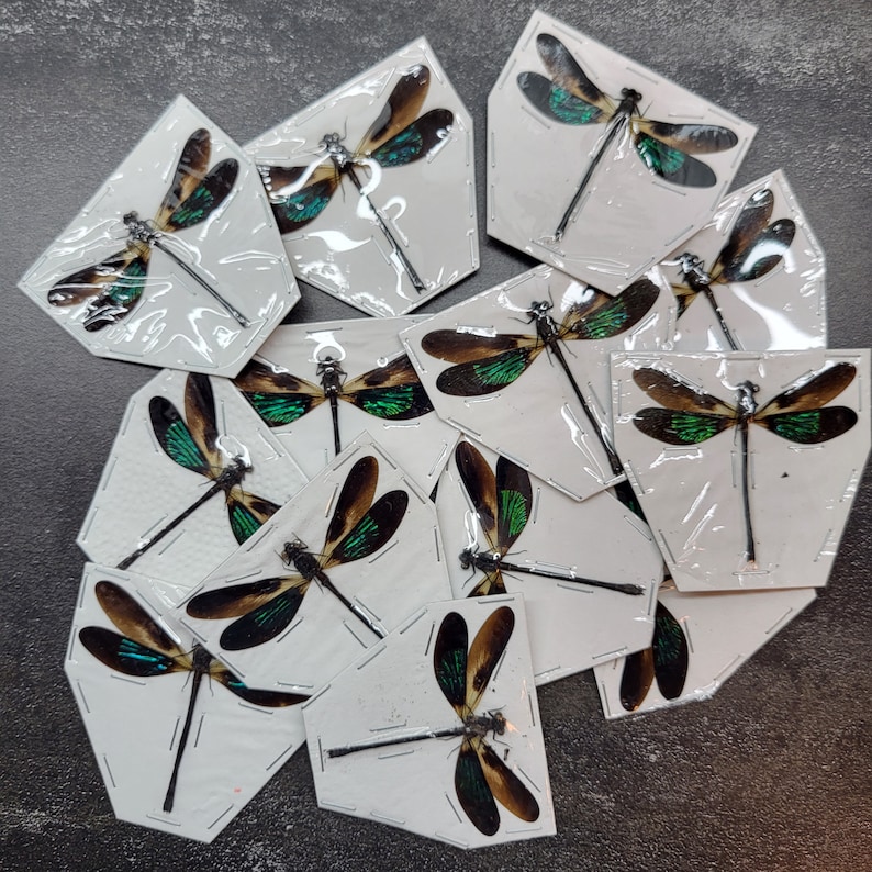 Fancy Metallic Damselfly Big Real Insect Bug Taxidermy Craft-ready ...