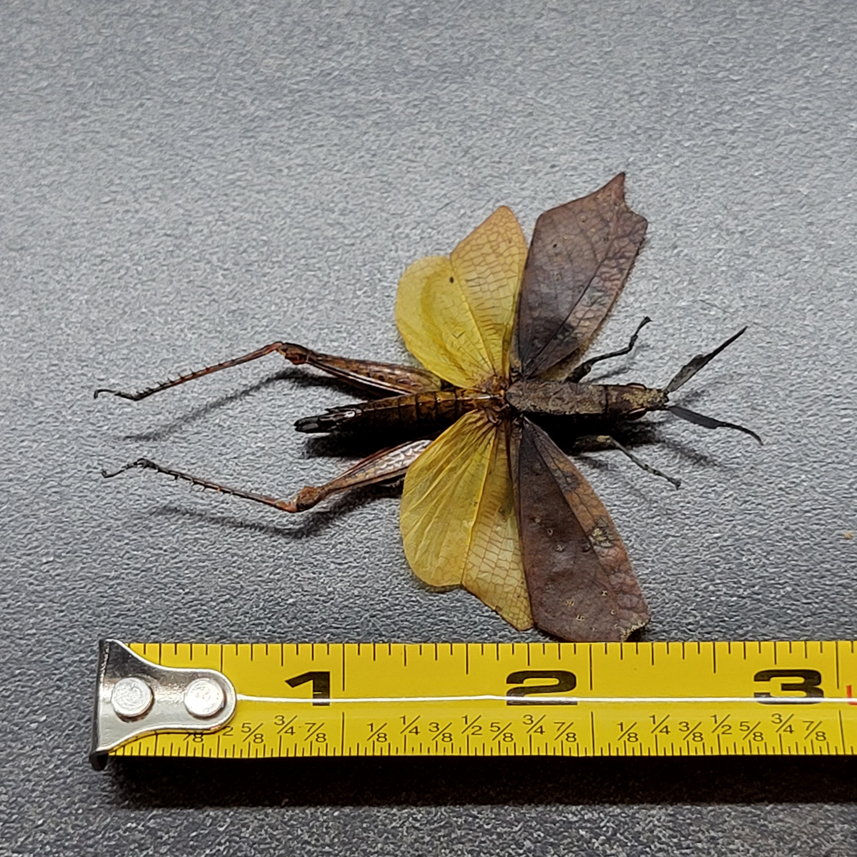 Unusual Spread Asian Leaf Winged Grasshopper Real Insect Bug Taxidermy ...