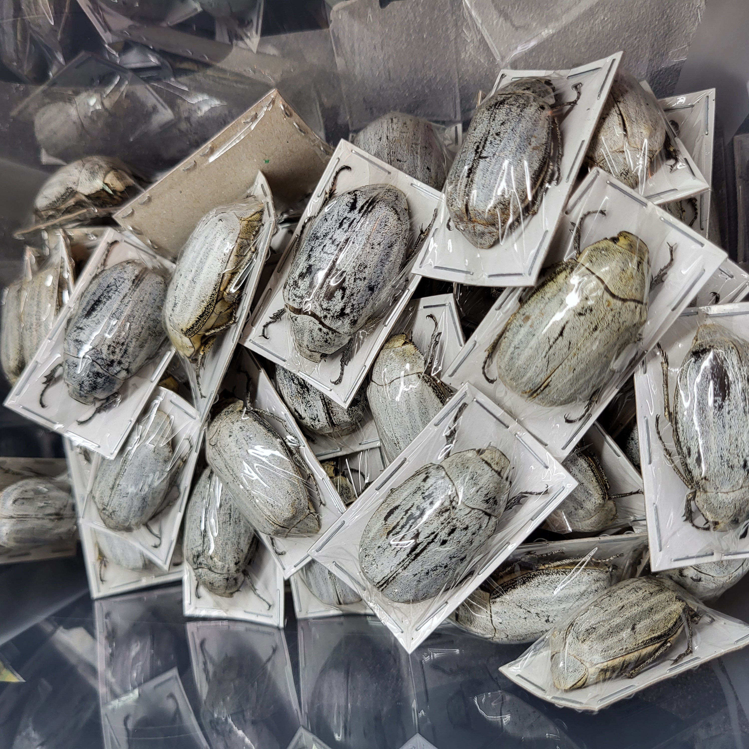 RARE: Whitewashed Scarab Beetle Big White Real Insect Bug - Etsy