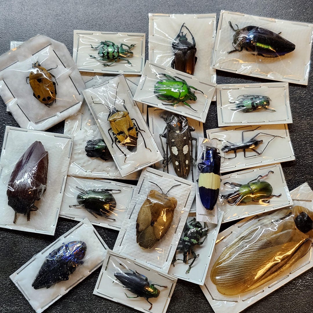 Premium Mixed Bugs Assorted Insect Dried Specimen Beetle 1, 5, 10, 25 ...