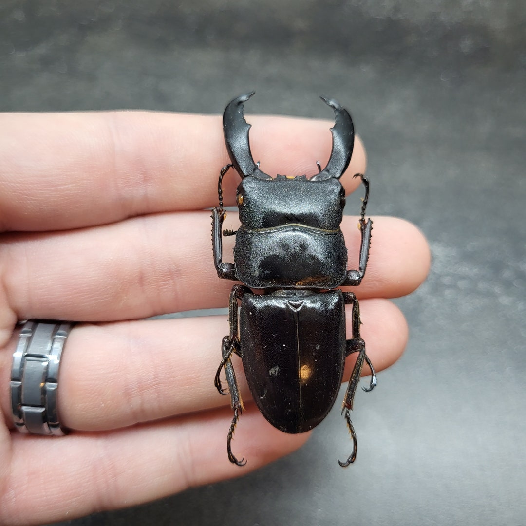 Large Titan Black Stag Beetle Big Real Insect Bug Taxidermy Craft-ready ...