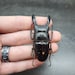 Large Titan Black Stag Beetle Big Real Insect Bug Taxidermy Craft-ready ...