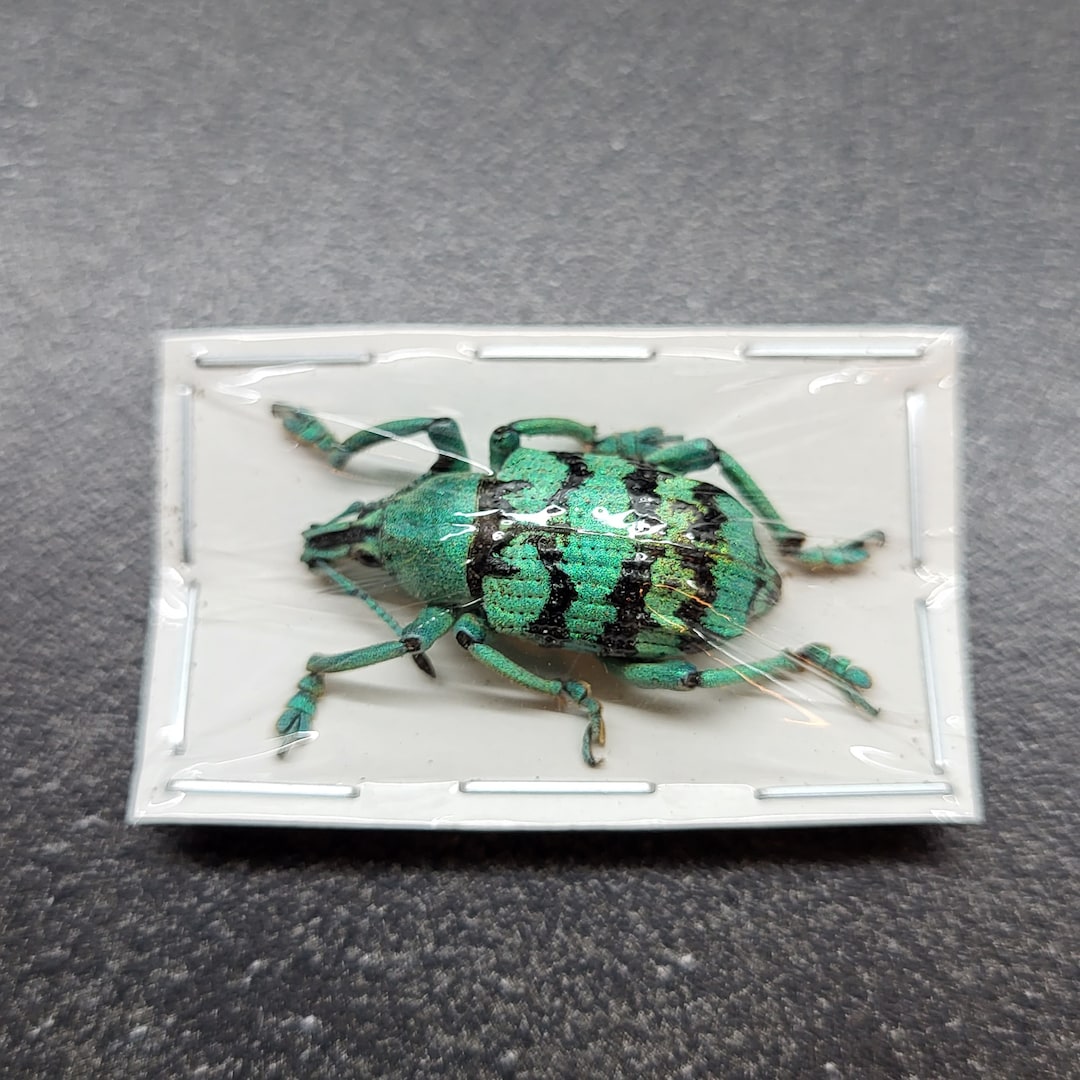 Turquoise Black Striped Weevil Beetle Real Insect Bug Taxidermy Craft ...