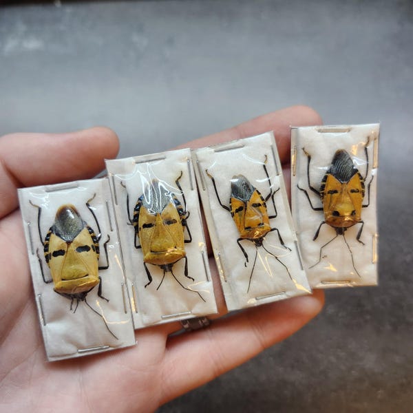 Are Stink Bugs Beetles - Etsy