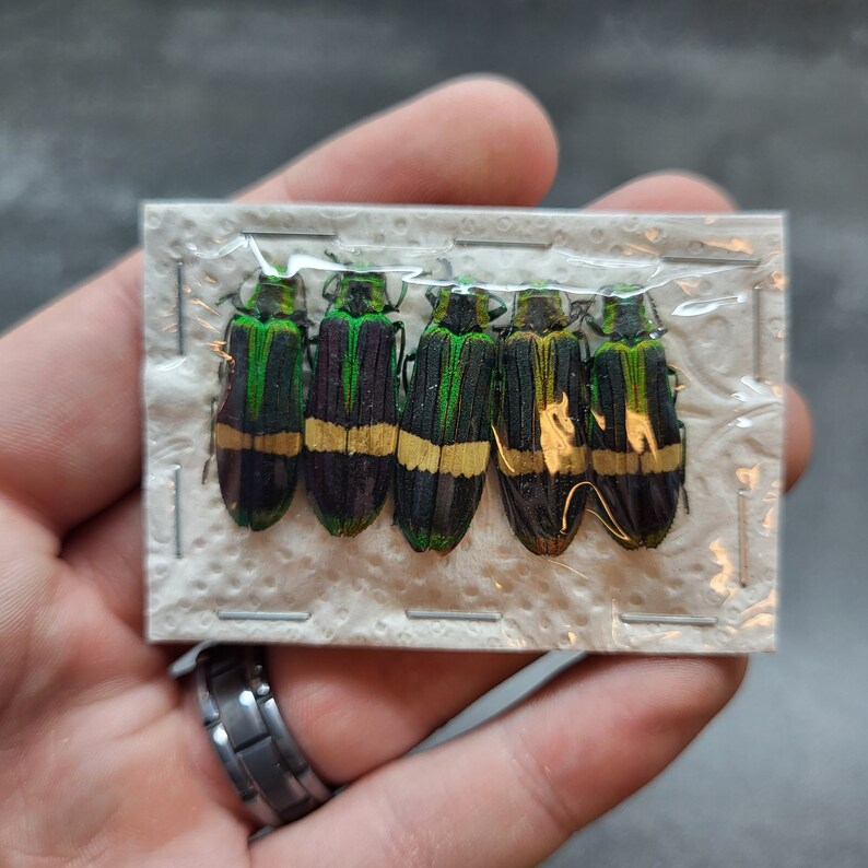 Striped Green Metallic Beetle 5 Pack Lot Real Insect Bug Taxidermy ...
