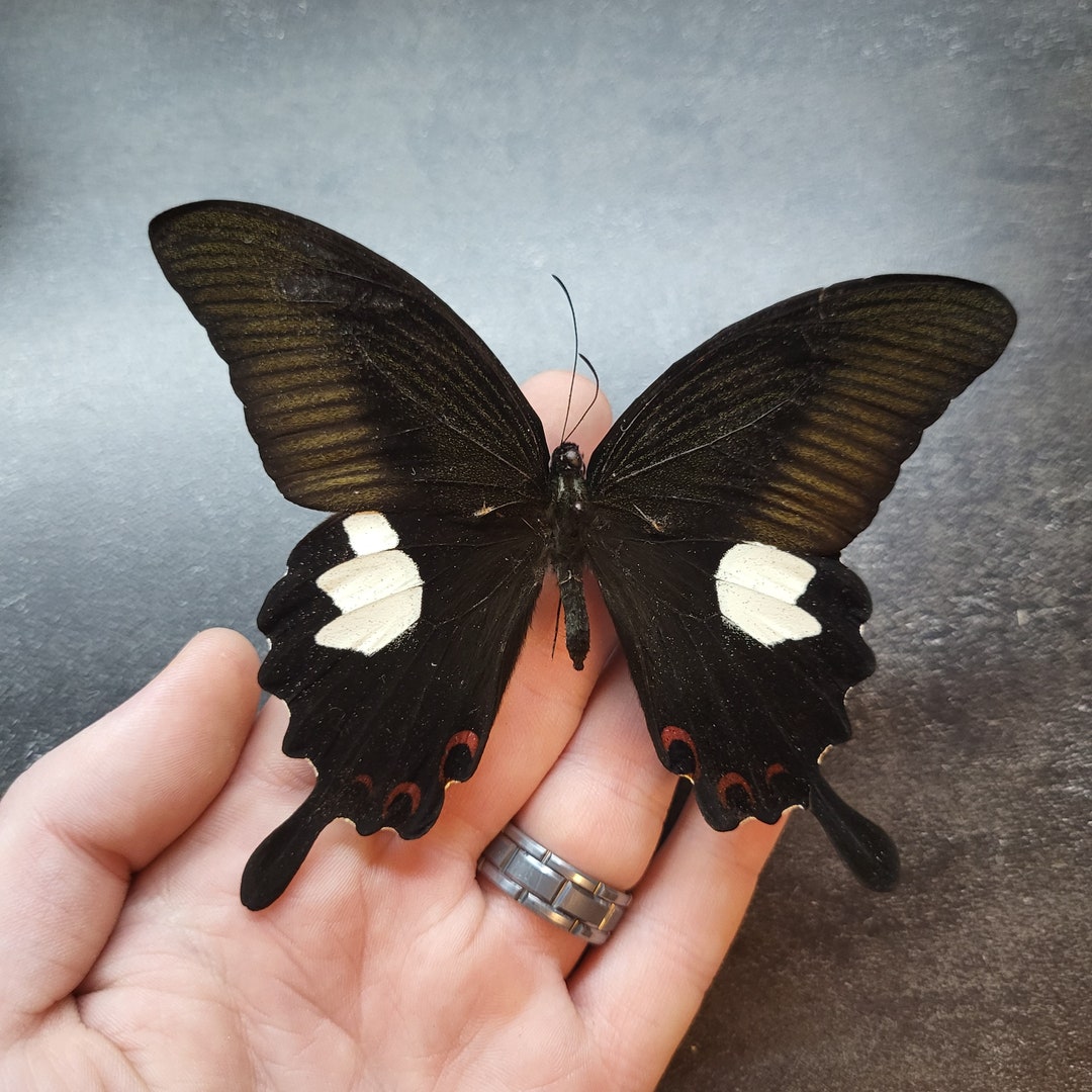 Large Red Spotted Helen Butterfly **UNSPREAD** Papilio Helenus Black ...
