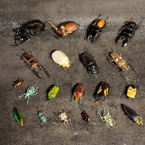 SPECIAL: "the Beetle Collection" (20) Real Beetles Insect Bug Taxidermy ...