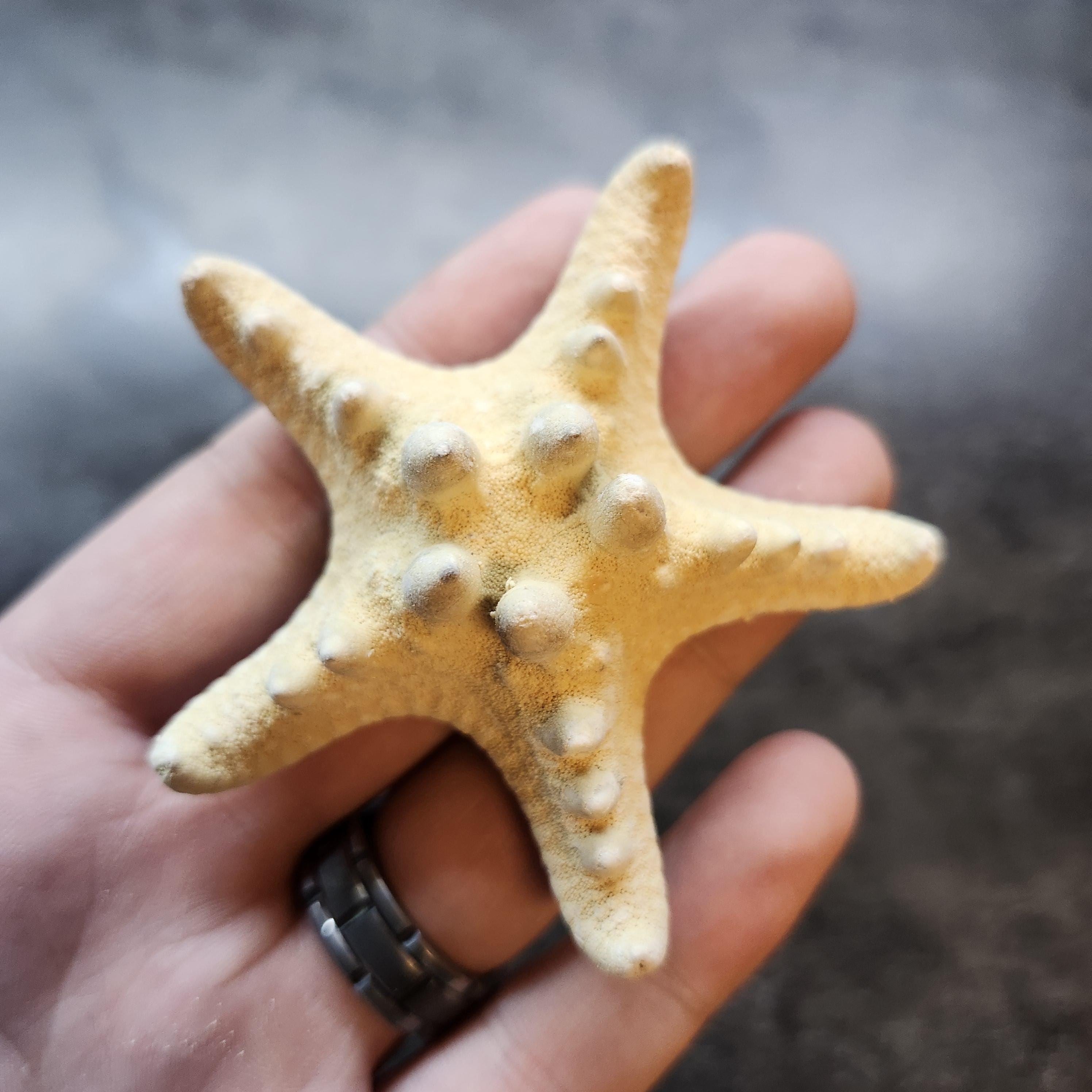 Real Knobby Starfish 2-3" Dried Specimen Oddities Star Fish Ocean Shell ...