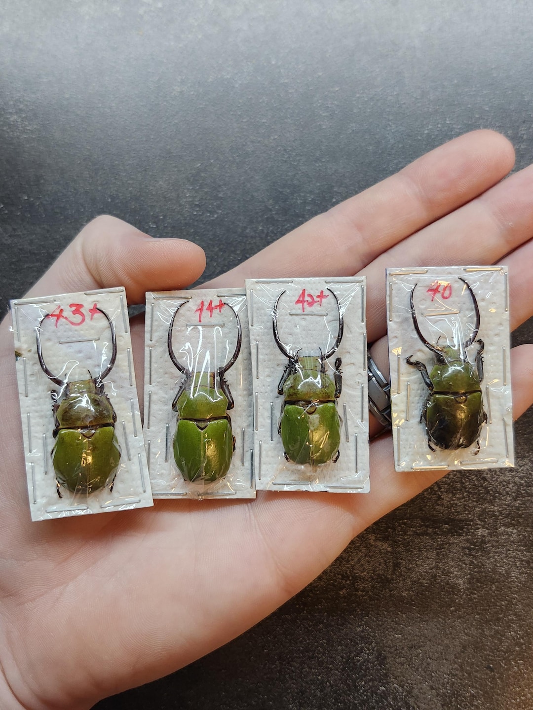 RARE: (1) Devil Horned Chafer Scarab Beetle Fruhstorferia Tamdaoensis ...