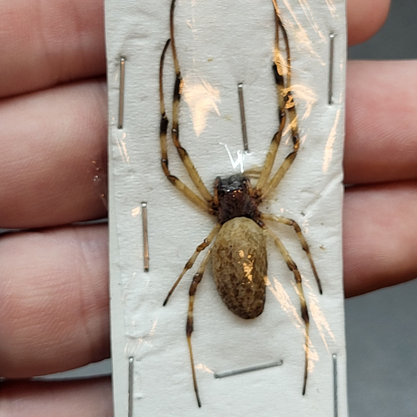 Real Golden Hermit Silk Orb Weaver Garden Spider Small Arachnid Insect ...