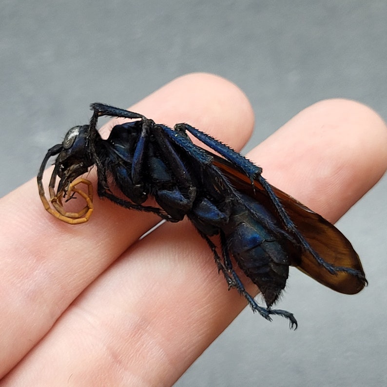 RARE (1) Tarantula Hawk Wasp Pepsis Heros Big Real Insect Bee Bug ...