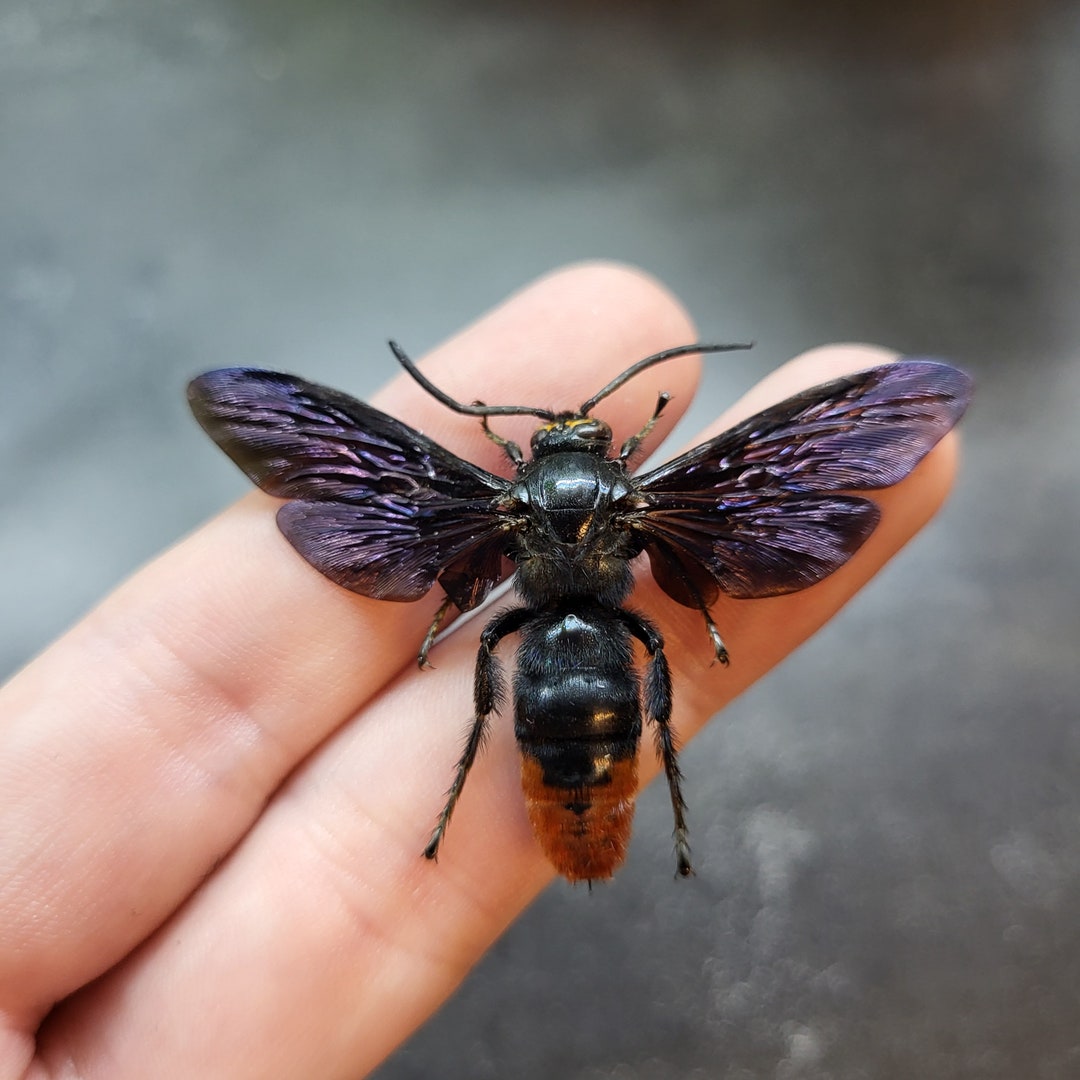 RARE (1) Megascolia Red Wasp SPREAD Big Real Insect Bee Bug Taxidermy ...