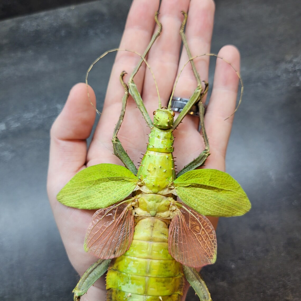 RARE: Giant Malaysian Jungle Nymph SPREAD Big Real Huge Leaf - Etsy