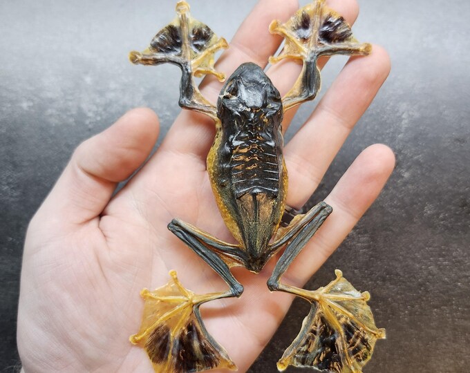 Real Large Flying Tree Frog (female) Rhacophorus Reinwardtii Dried ...