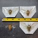 Medium Indonesian Purana Cicada Spread Beautiful Real Orange Insect Bug ...