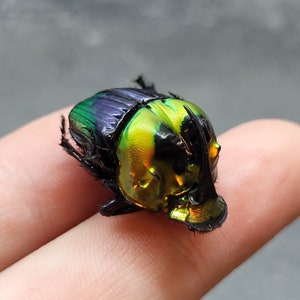 RARE Phanaeus Imperator Metallic Rainbow Dung Scarab Beetle Pair (male ...