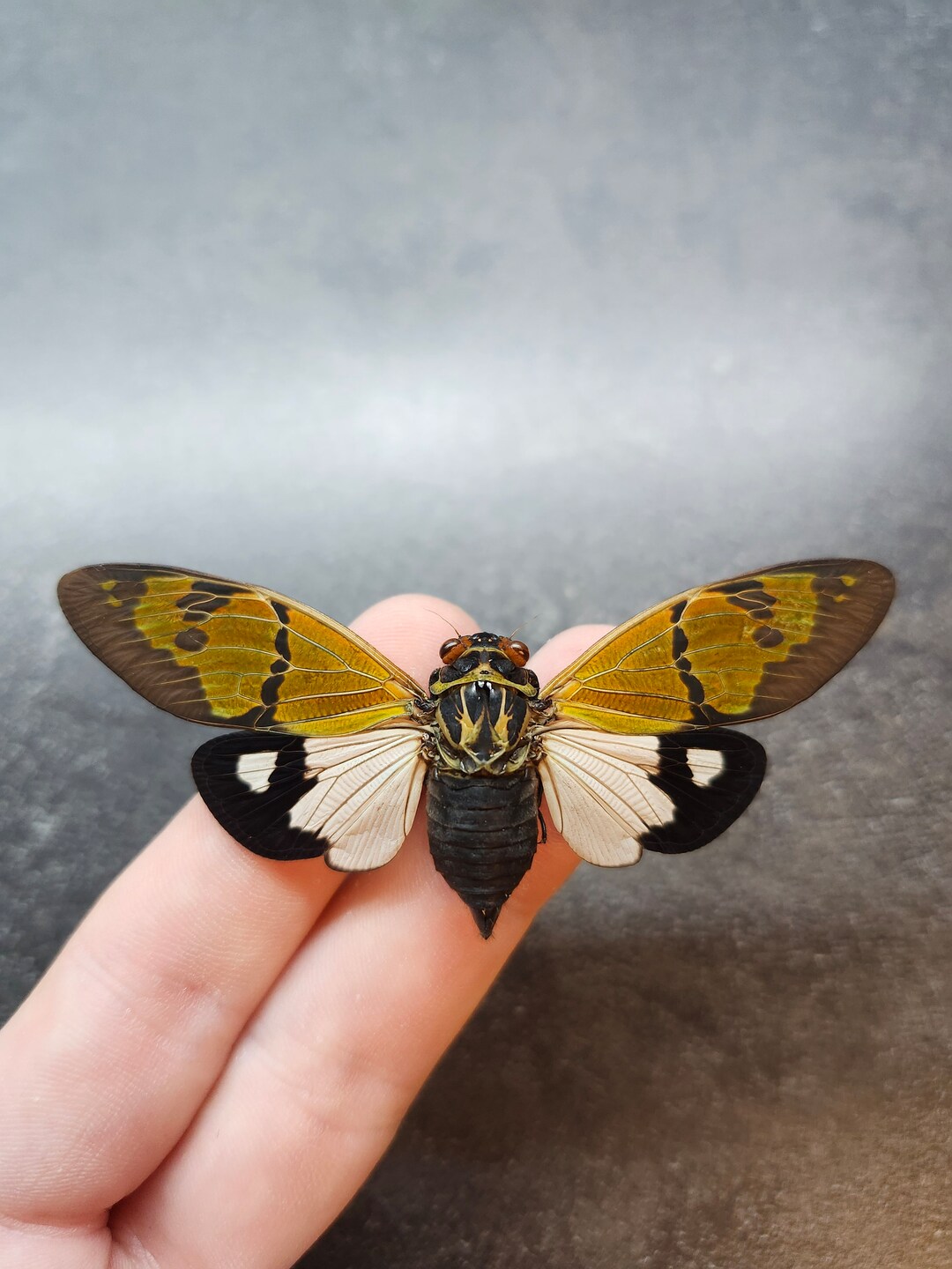 Callogaeana Festiva Brown Cicada Real Insect Bug Taxidermy Craft-ready ...