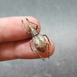 Sand Spotted Tan Weevil Beetle Rhinoscapha Sp3 Real Insect Bug ...