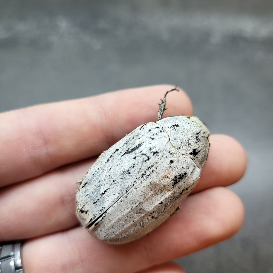 RARE: Whitewashed Scarab Beetle Big White Real Insect Bug Taxidermy ...