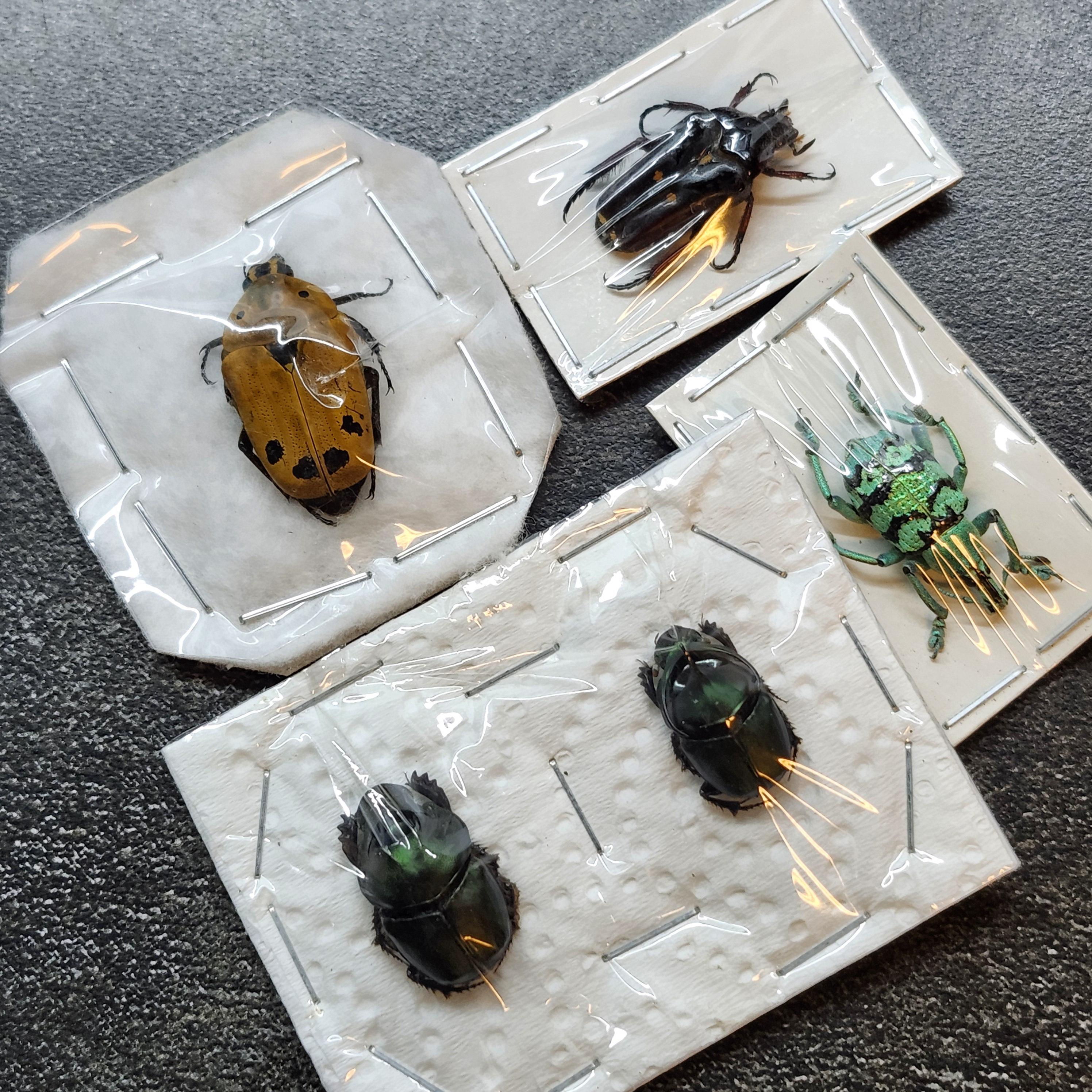 Premium Mixed Bugs Assorted Insect Dried Specimen Beetle 1, 5, 10, 25 ...
