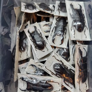 Large Titan Black Stag Beetle Big Real Insect Bug Taxidermy Craft-ready ...