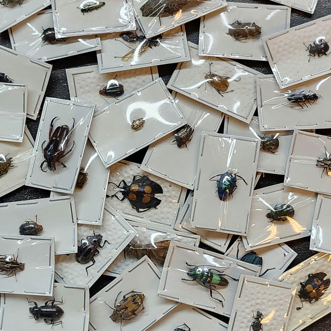 Clearance: Small Insect Dried Specimen Beetle 1, 5, 10, 25 Pc Mix ...
