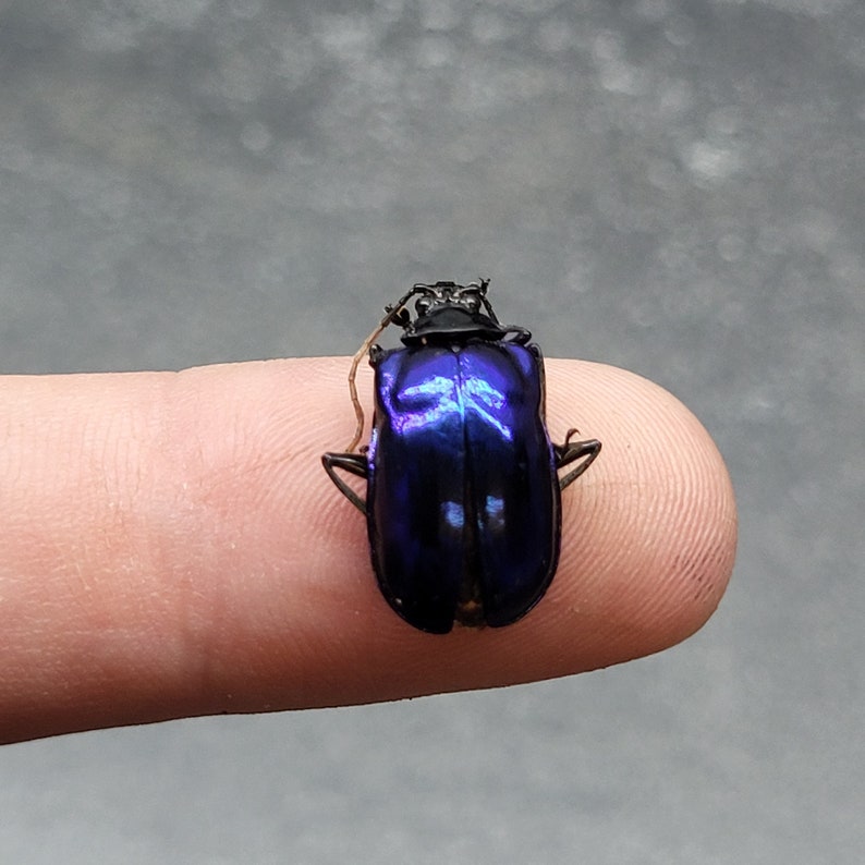 Small Purple Metallic Flower Beetle Real Insect Bug Taxidermy - Etsy