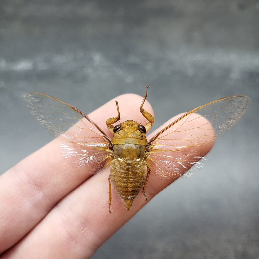Medium Indonesian Purana Cicada Spread Beautiful Real Orange Insect Bug ...