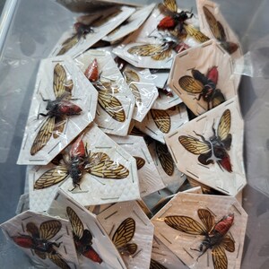 SPECIAL: (5) Pack Lot Red Devil Cicada Spread Small Real Insect Bug ...